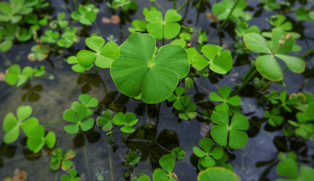 Ce este norocul ️ practici de atragere a norocului